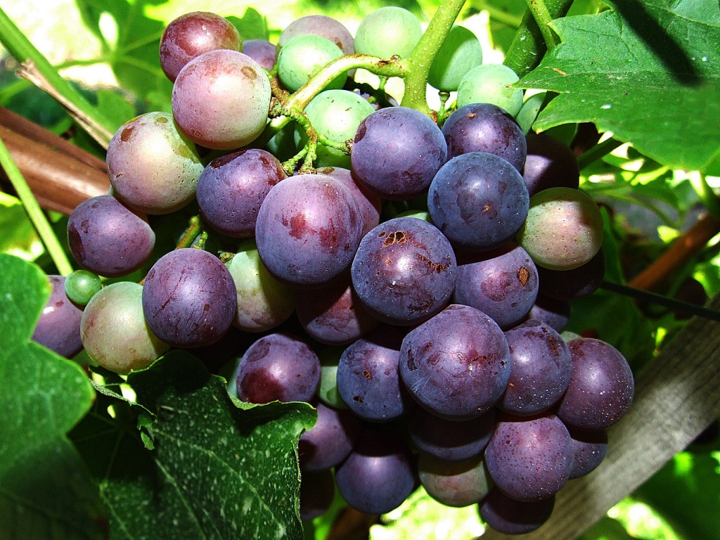 Szőlő termesztése - Zöldségek termesztése